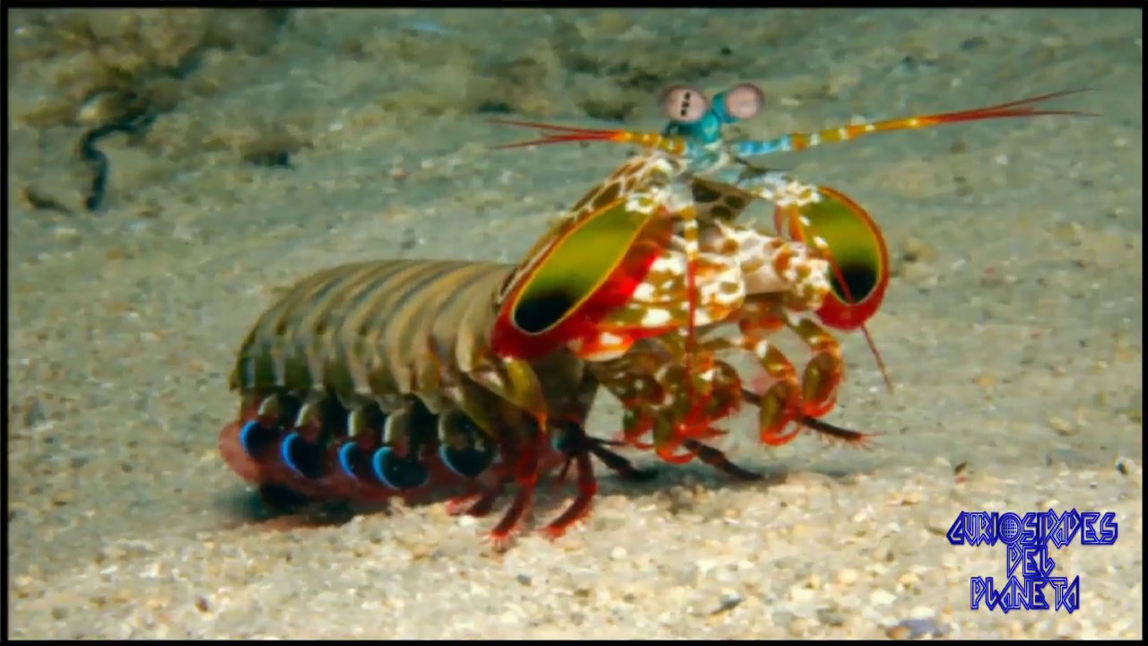 Cangrejo mantis o mantis de mar - YouTube