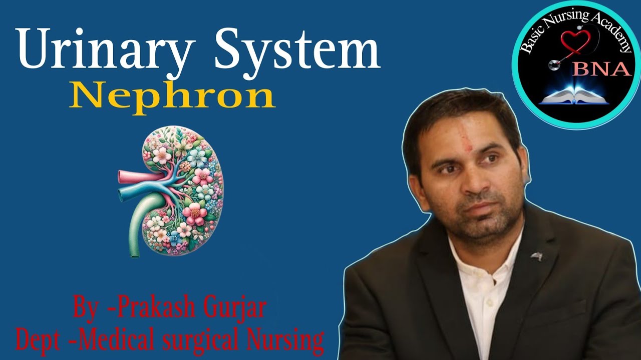 Nephrone, structure of nephrone, urinary system, renal system by pc ...