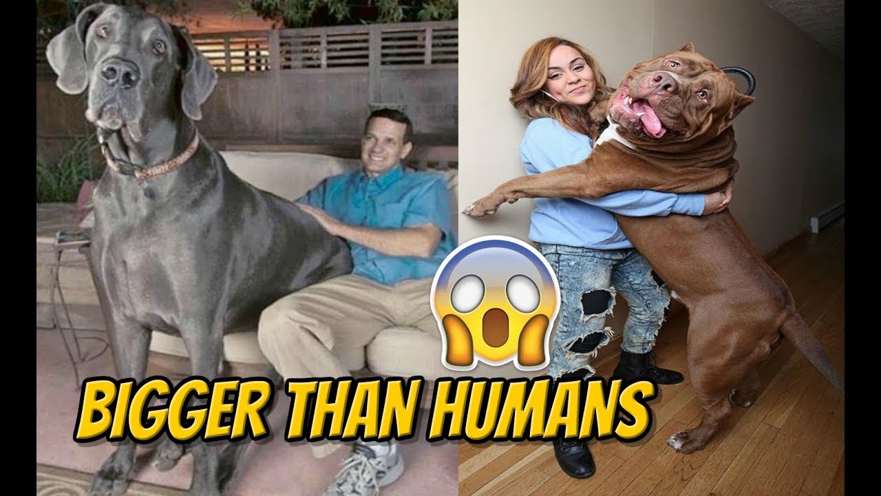WOW! THESE DOG'S ARE BIGGER THAN HUMANS - YouTube