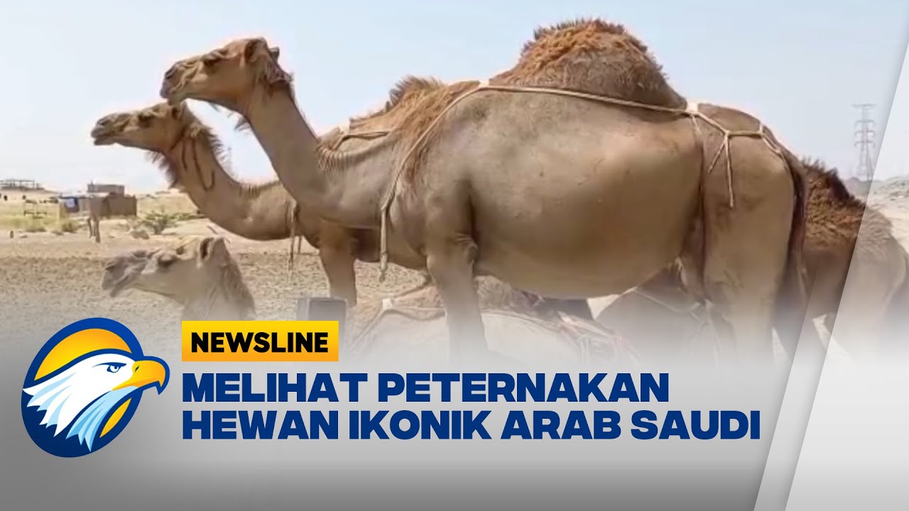 Melihat Peternakan Unta di Arab Saudi - YouTube