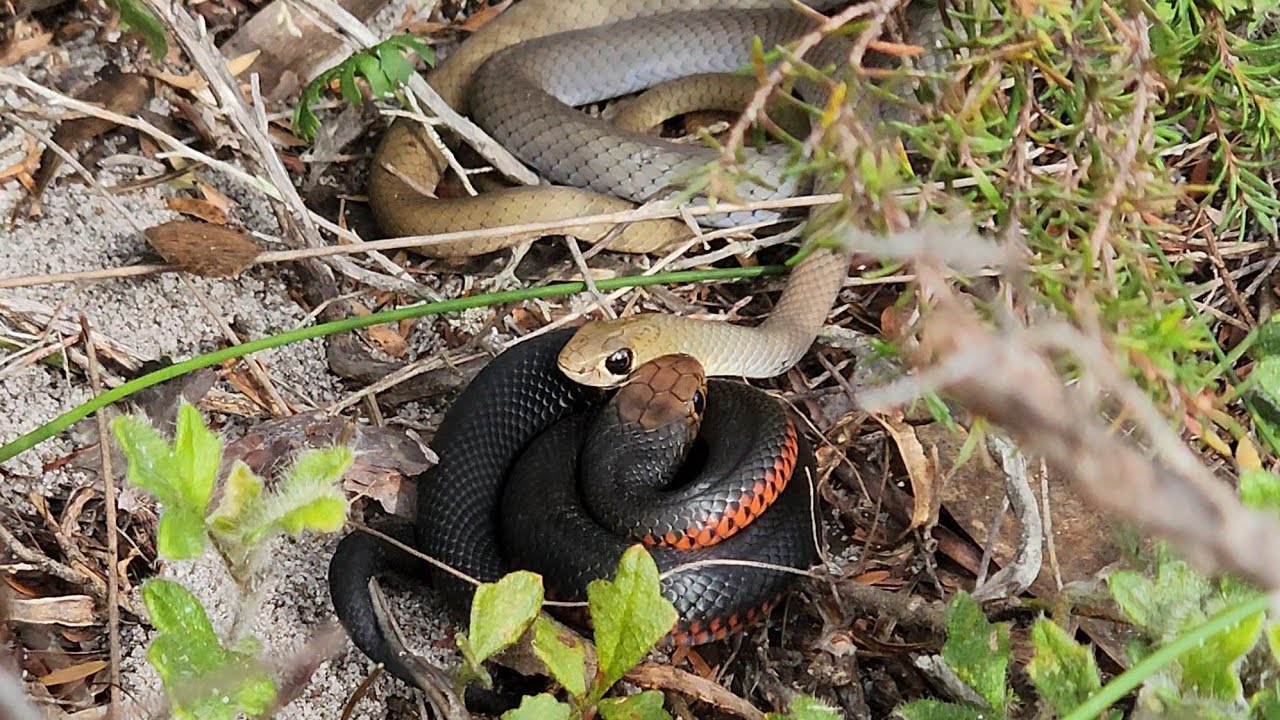 Two Snake Species Living Together! - YouTube