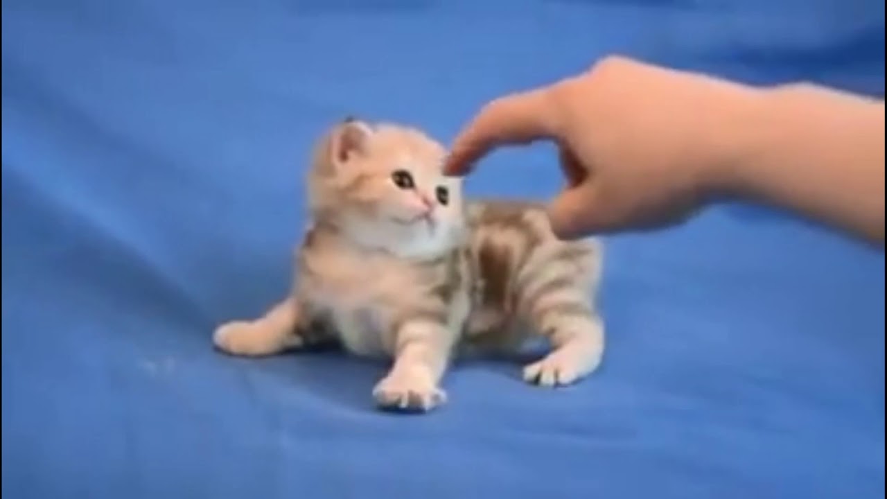 الطف قطة في العالم 🐈🐈 Youtube
