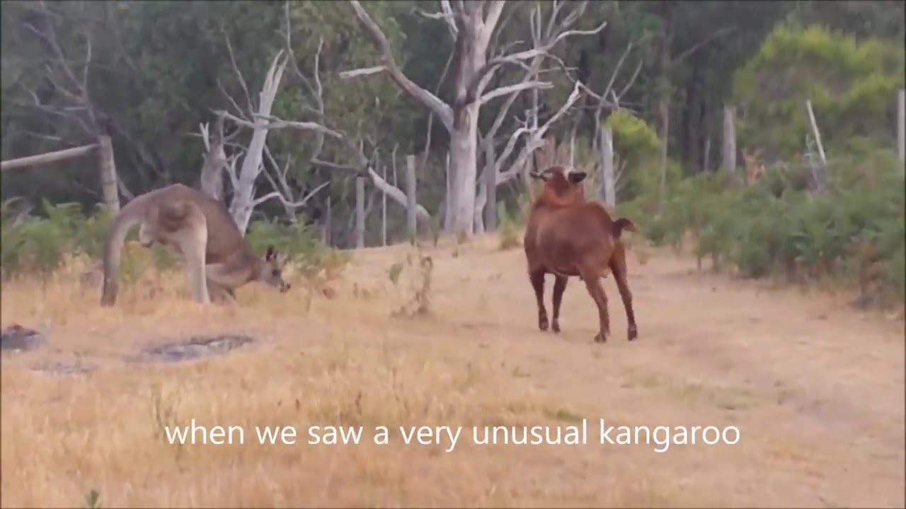 Un usual fighting goat against kangaroo - YouTube
