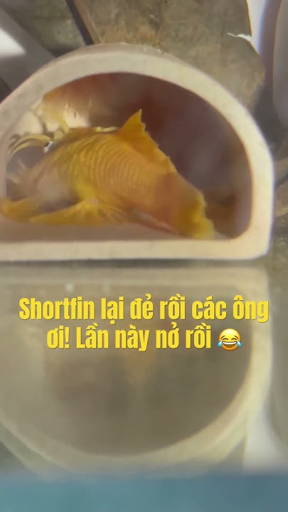 Ngã ở đâu gấp đôi ở đấy 😮‍💨🪺🪺🪺 #aquarium #kawaii #shortfin #pleco - YouTube