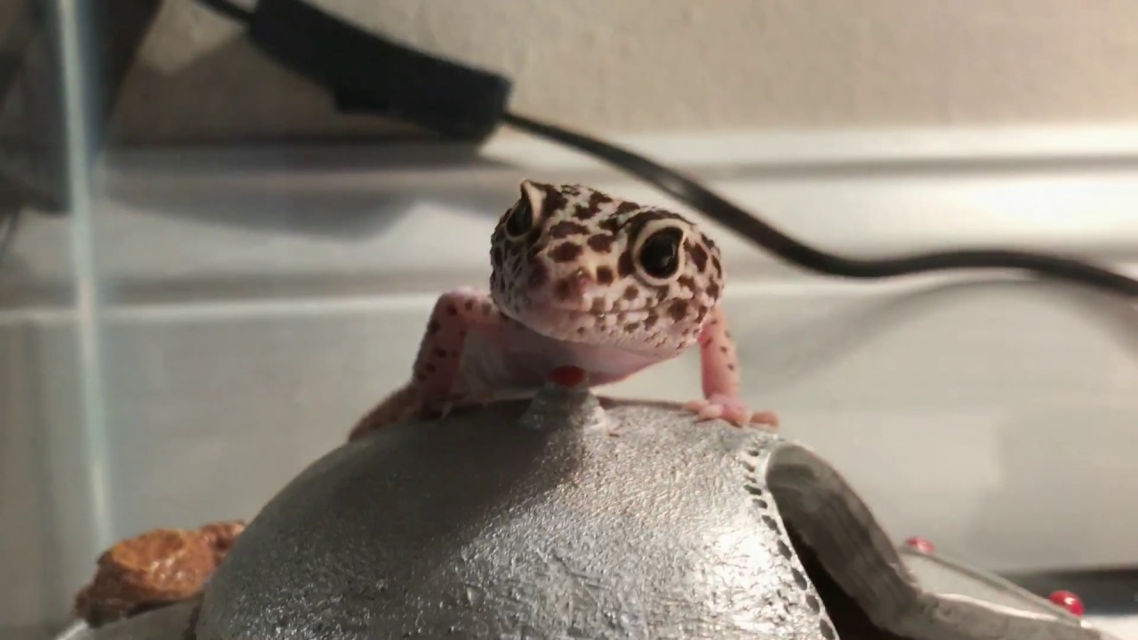 In Memory of a Dead Gecko - YouTube