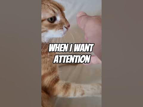 When My Cat Wants Attention VS When I Want Attention From Him #catsvideo #orangecat #catshorts ...
