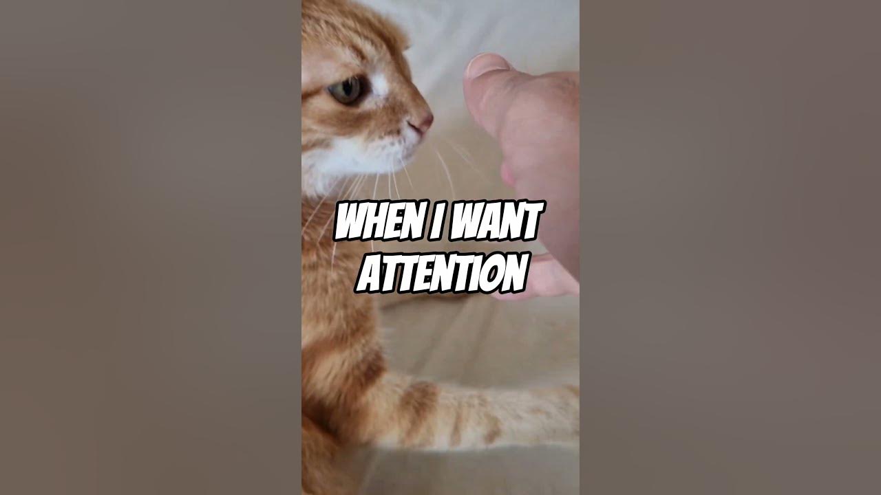 When My Cat Wants Attention VS When I Want Attention From Him #catsvideo #orangecat #catshorts ...