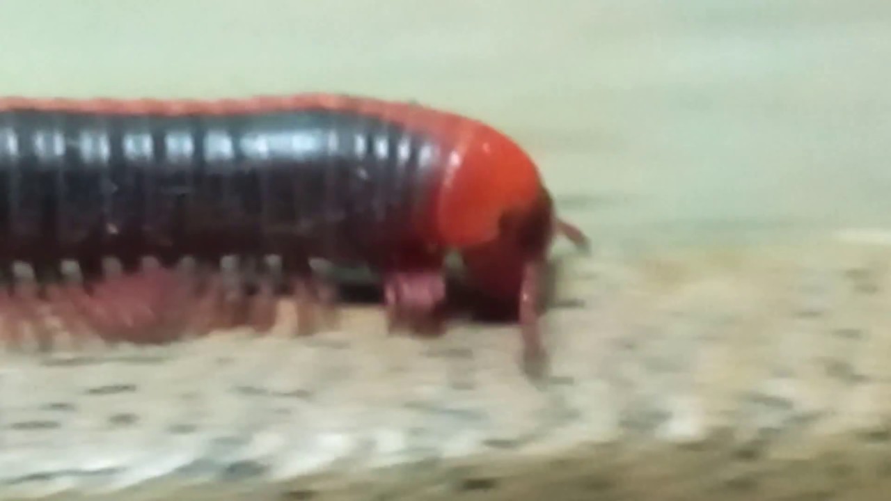 Millipede red black color (Maravattai) - Domestic Discovery - YouTube