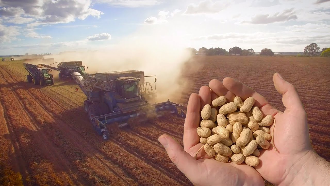 The world’s highest capacity peanut combine Amadas 9980 #13 - YouTube