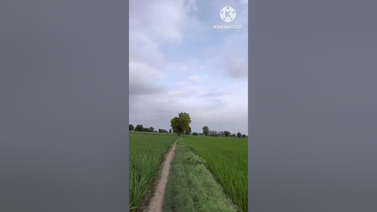 Dadaji ka farm🫣#farmar #viral #shortvideo #shorts #garmagaramsiro#song#video #sauravjoshivlogs ...