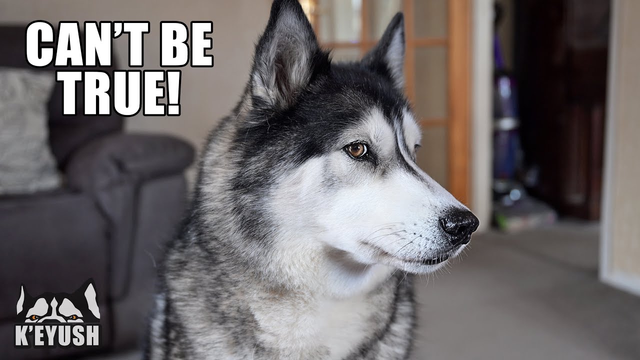 Husky Meme Is This A Real Dog