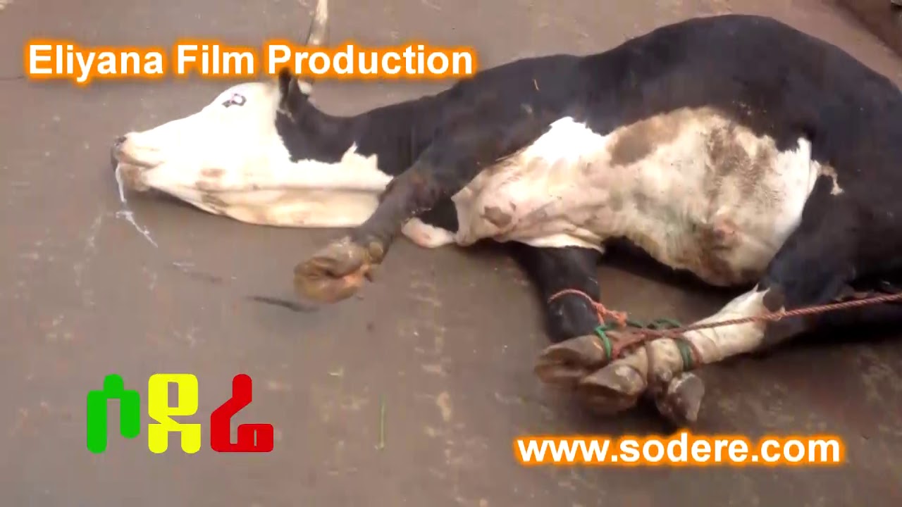 Ethiopia : ከበዓል በሬ ተጠንቀቁ !! / new [2019] Ox market for Eastern Holiday ...