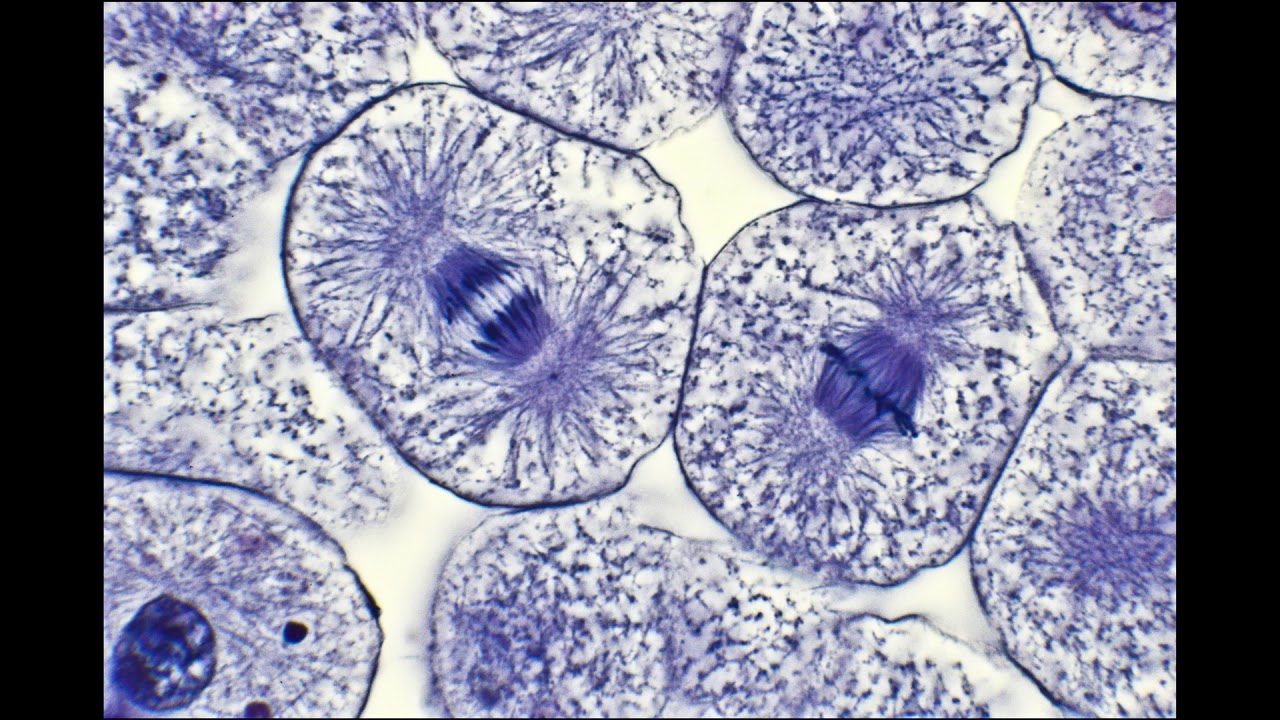 White Fish Blasto disk Mitosis 2 - YouTube