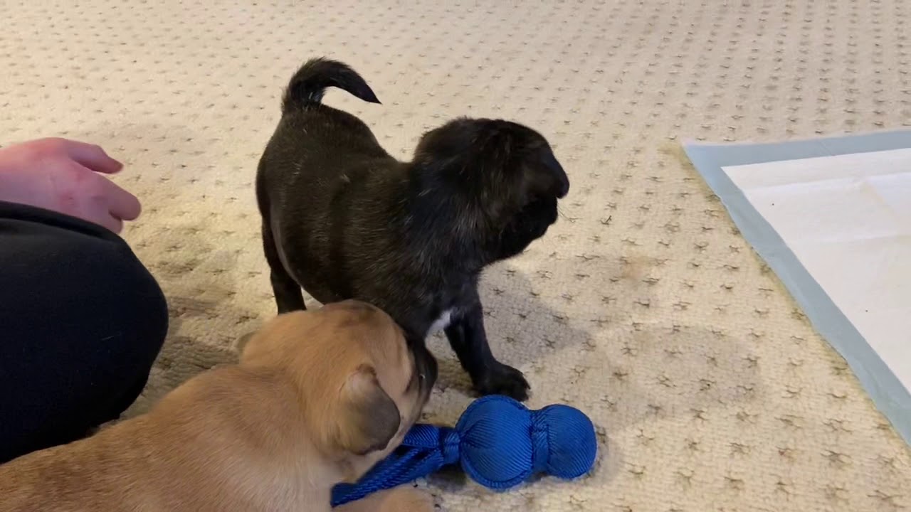 Pugs at play - YouTube