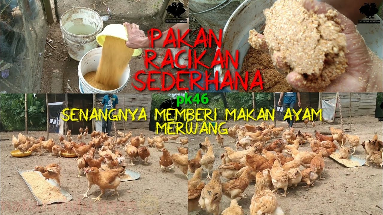 LANGKAH MEMBERI PAKAN TERNAK AYAM MERAWANG - YouTube