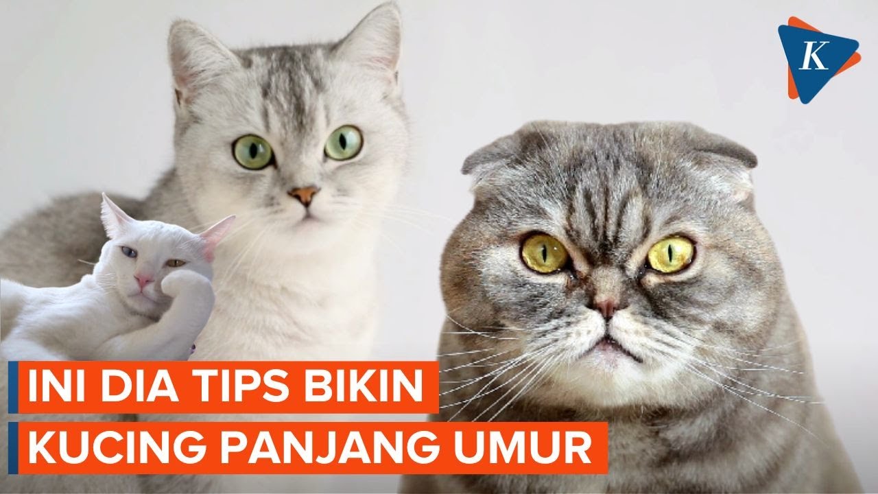 Simak! Tips untuk Membuat Kucing Tumbuh Sehat dan Panjang Umur - YouTube