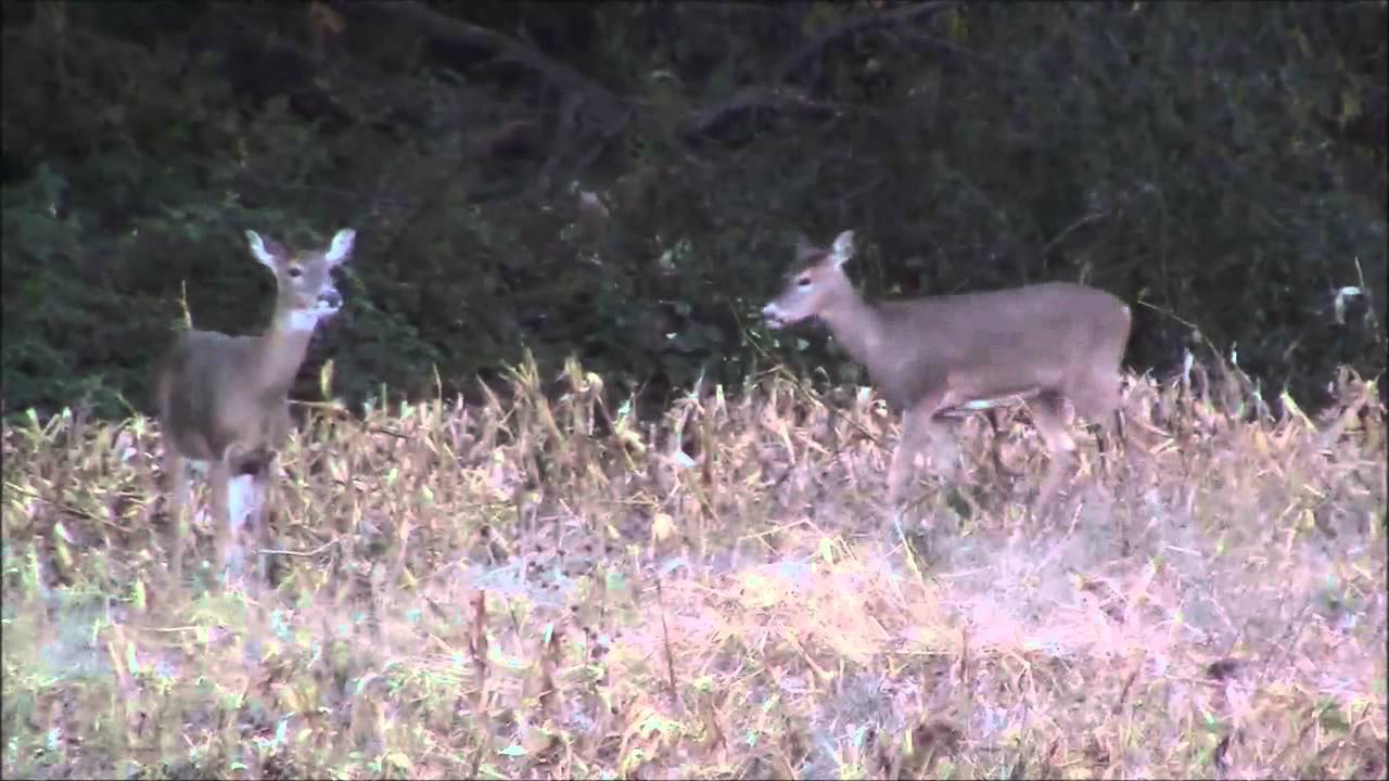 deer video 4 - YouTube