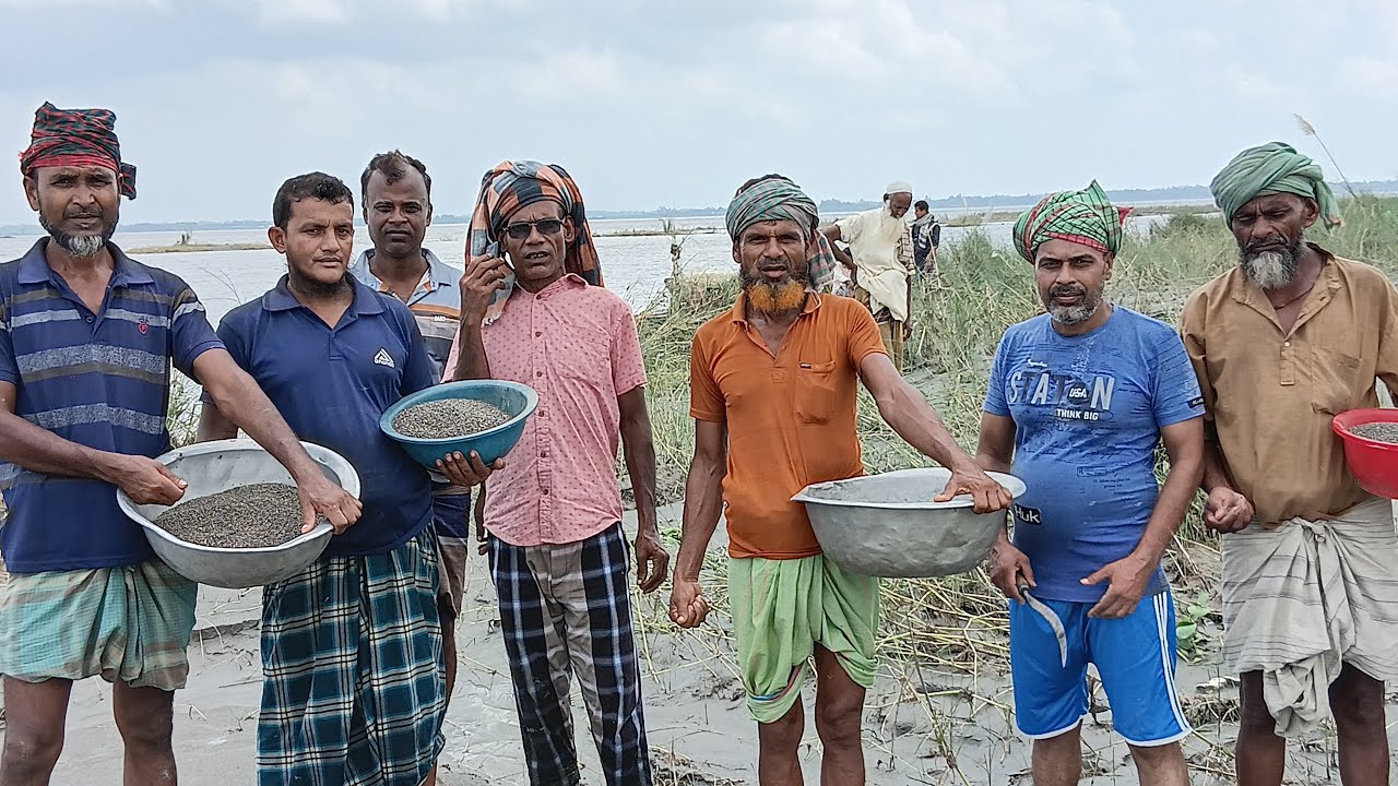 🔴LIVE:কাশফুলের সাদা মায়ায় ঘাম ঝরানো চরকৃষকের স্বপ্নের গল্প... - YouTube