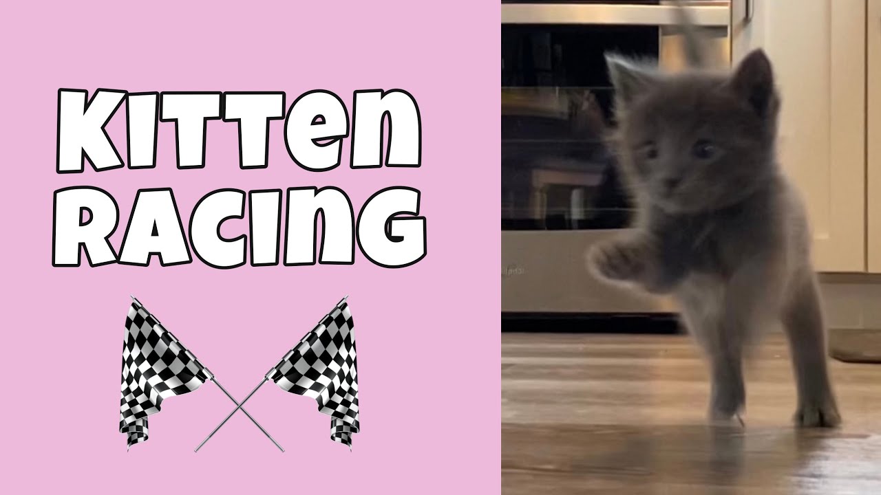 Kitten Racing: 5 weeks old - YouTube