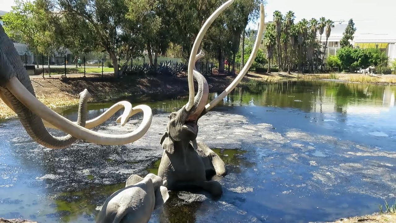 Exploring the La Brea Tar Pits - YouTube