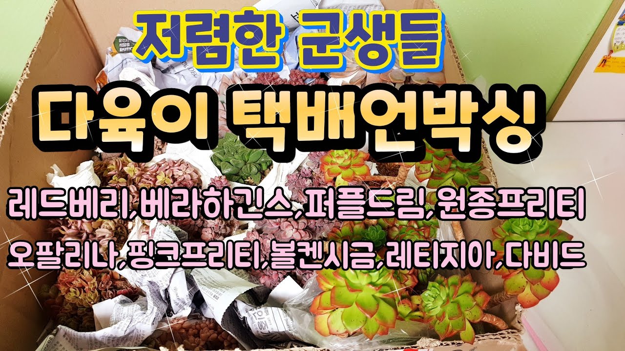 ♡다육이 택배언박싱♡ 색감 예쁘고 저렴한 군생들다육이와 화분 구매 엑스플랜트 심폴 알려드려요 Unboxing
