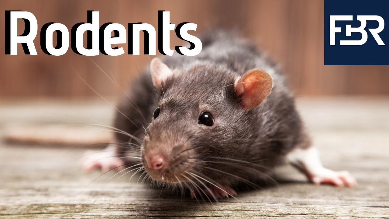 The Importance of Rodent Research (2019) - YouTube