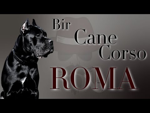 Bir Cane Corso - ROMA | Köpekler Hakkında