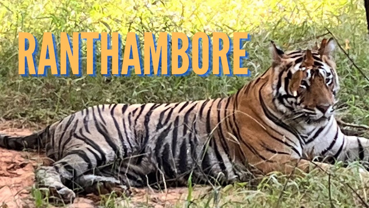 Trip To SAWAI MADHOPUR | #ranthamborenationalpark | TIGER T-120 GANESH ...