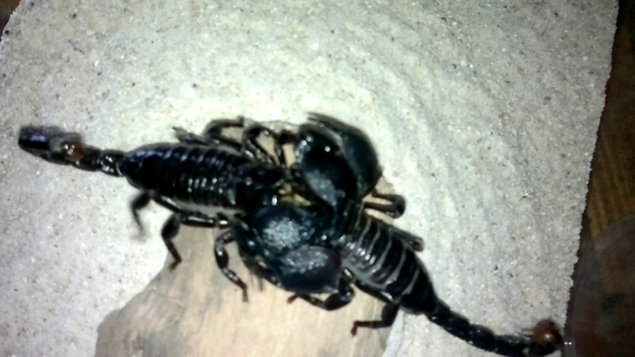 Adult emperor scorpion mating philippines - YouTube
