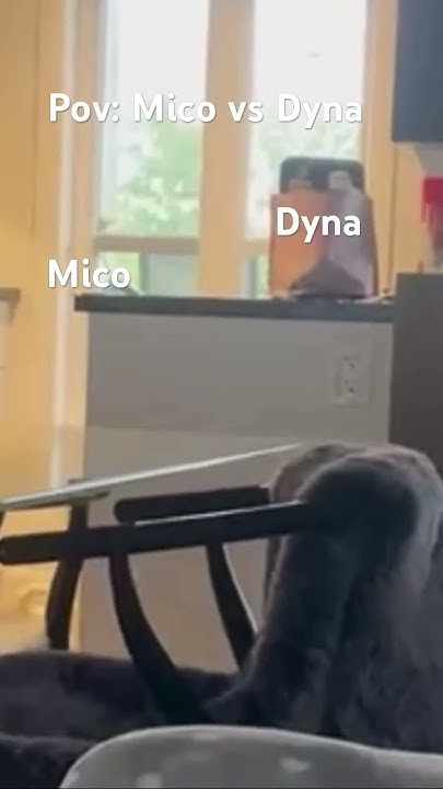 Mico vs Dyna Real life - YouTube