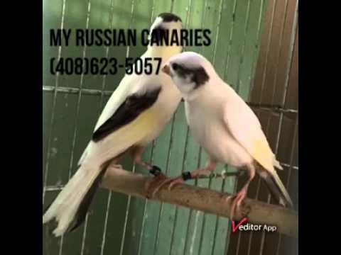 Russian Canaries From California, 🇺🇸 - YouTube