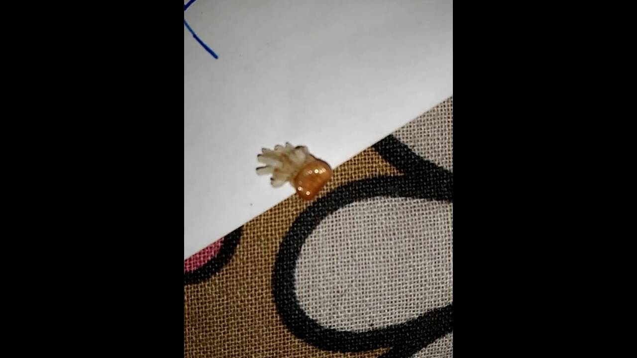 Baby cockroaches coming out from egg shell - YouTube