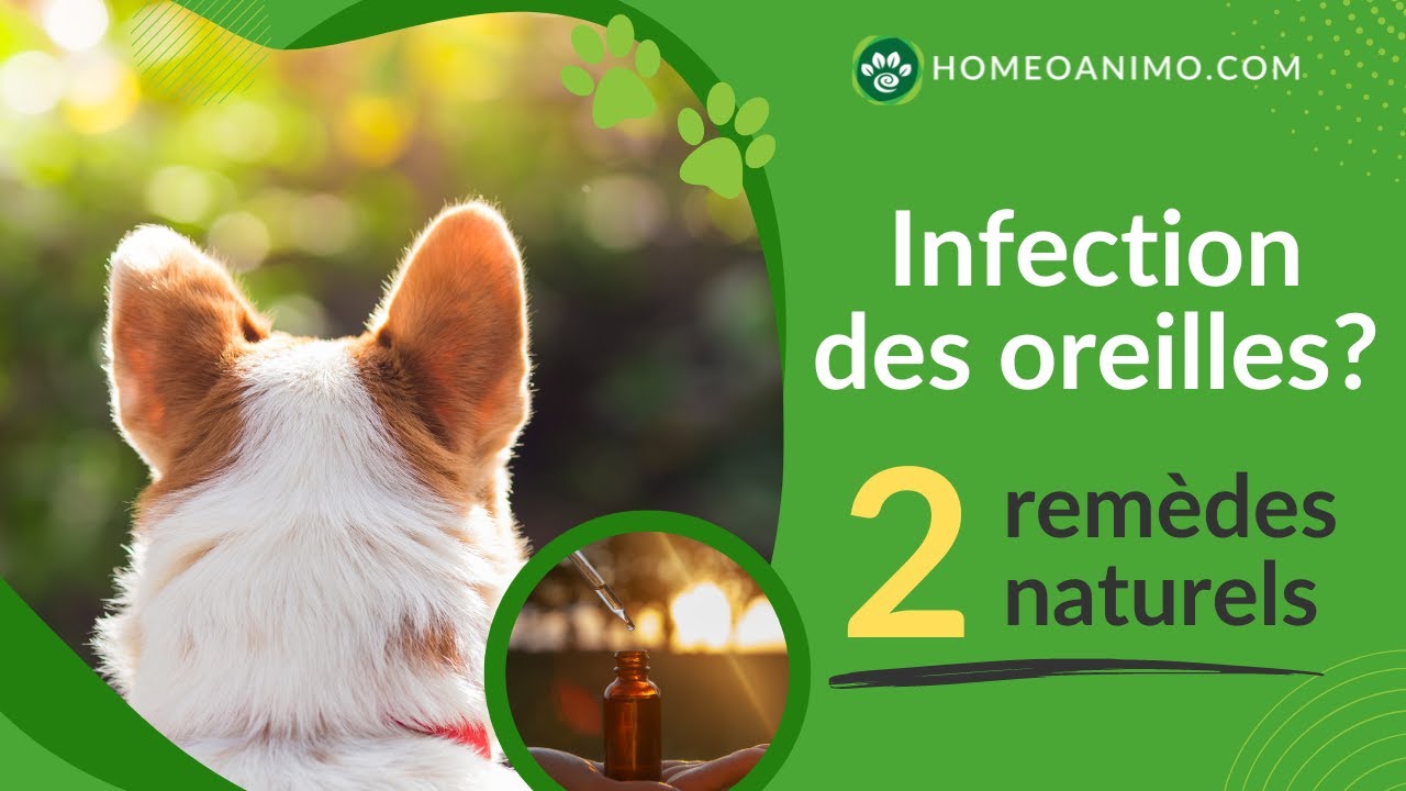 Comment traiter l'INFECTION des OREILLES de votre chien ? 2 REMÈDES ...
