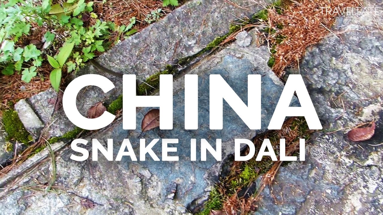 Snake in Dali | Yunnan | China - YouTube