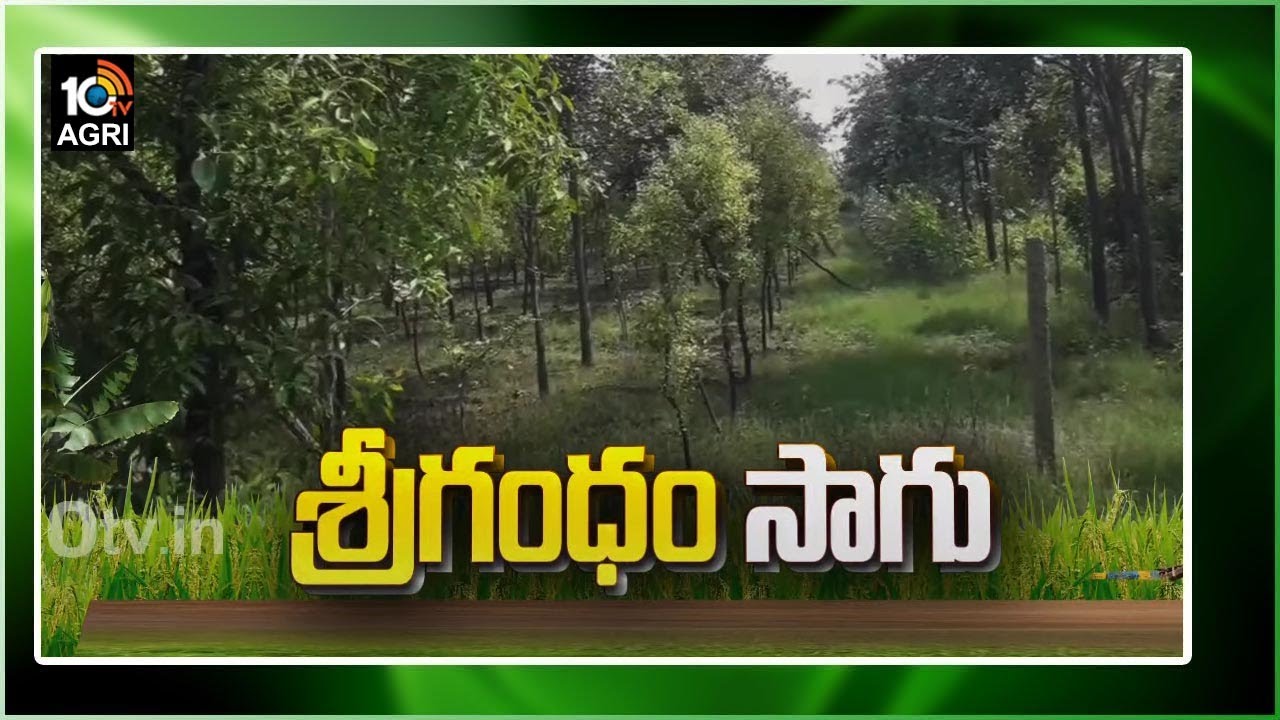 తెలుగు రాష్ట్రాల్లో పెరుగుతున్న శ్రీగంధంసాగు| Sri Gandham Crop ...