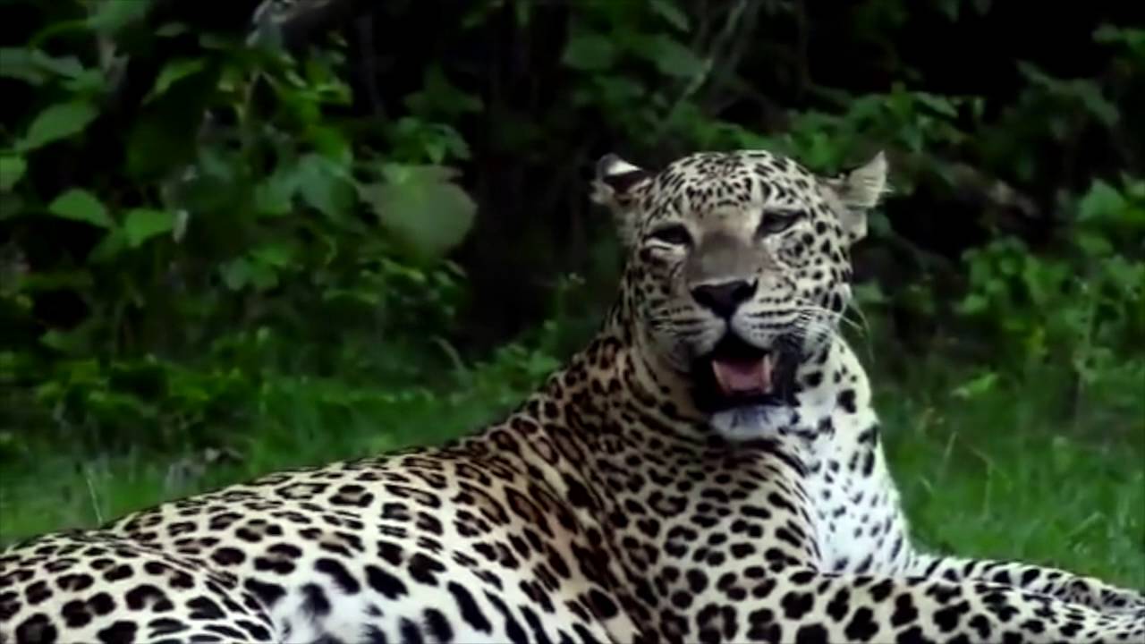 Leopard Sighting Rare - National Park - YouTube
