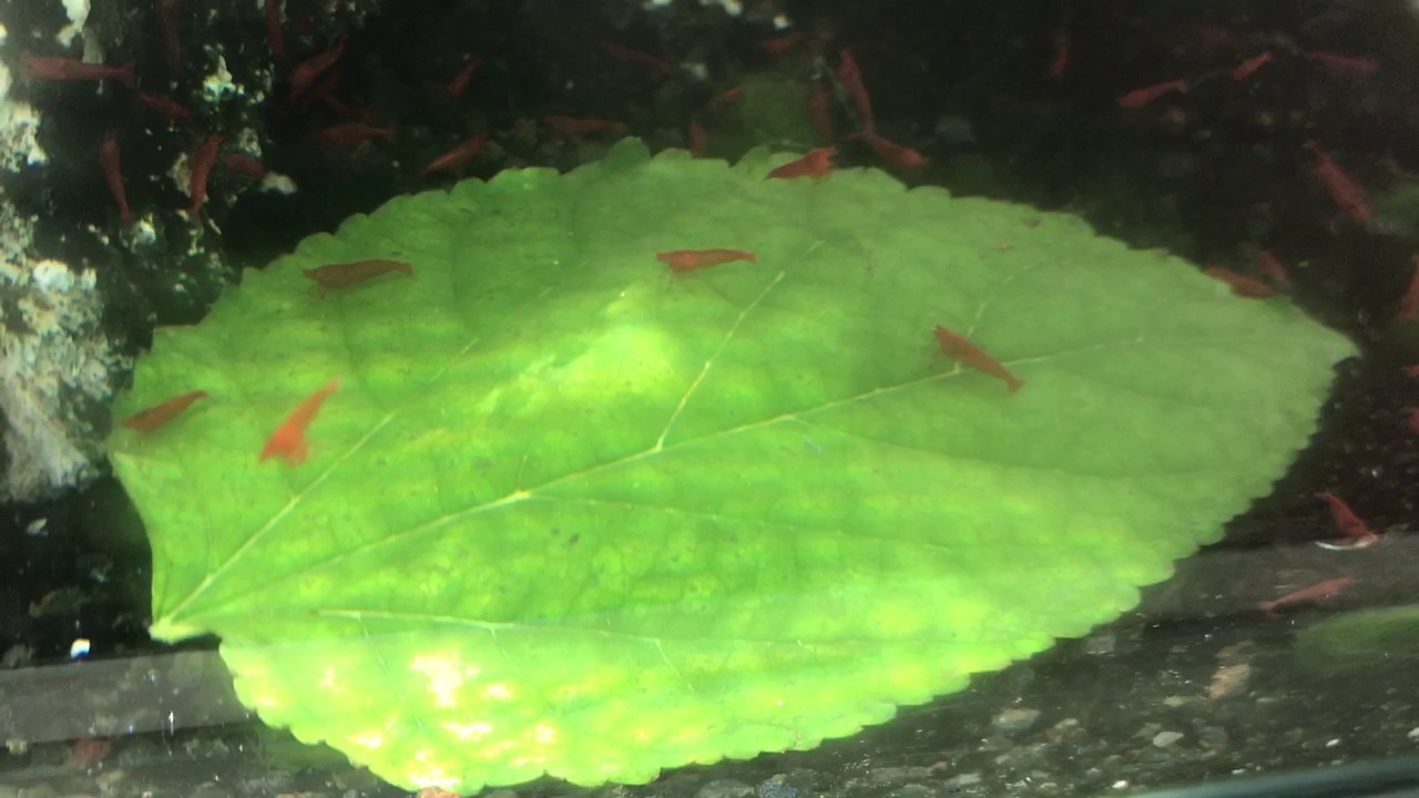 Super red Wonder shrimp , super shrimp , opae ula part 2 singapore ...