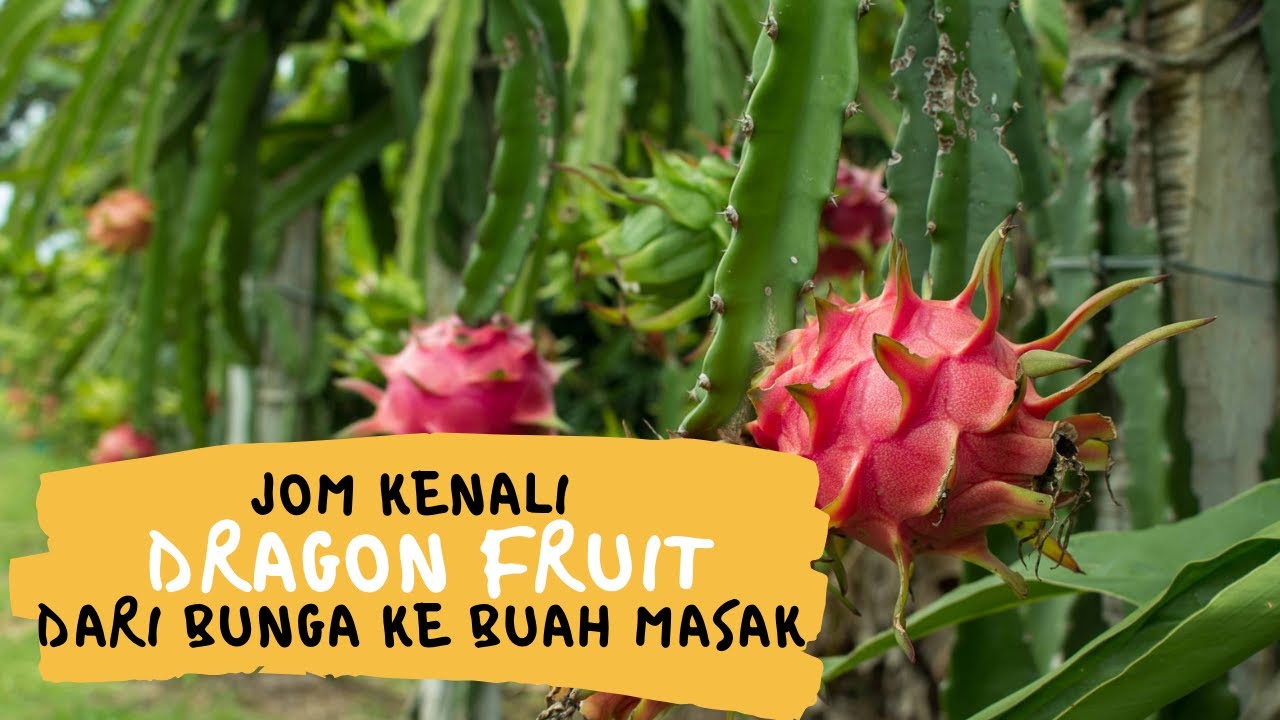 Buah "Dragon Fruit" Dari Bunga Sehingga Besar Dan Masak - YouTube