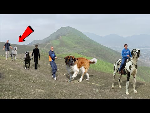 Llevaron a los PERROS más GRANDES a dar un paseo 😬