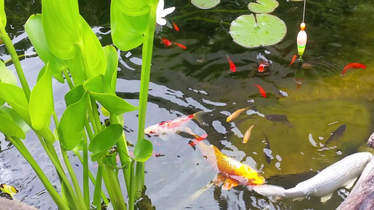 bassin avec kois et poissons rouges juin 2019 - YouTube