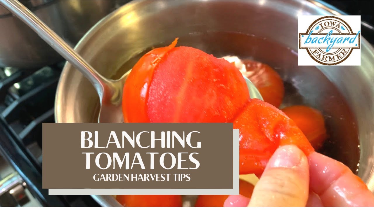 Blanching Tomatoes the Easy Way - YouTube