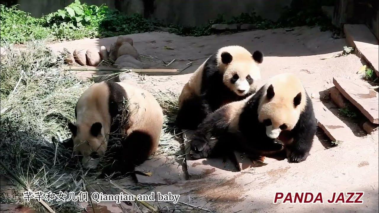 Trend Panda Clan | panda eating bamboo | 芊芊和女儿们 Qianqian and baby - YouTube