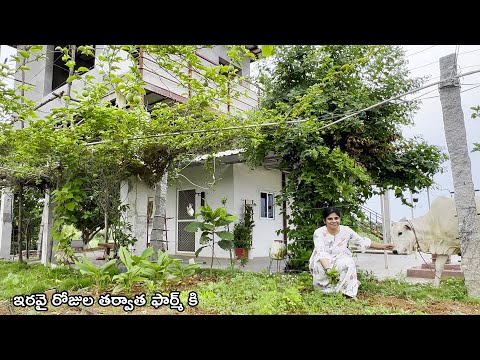 ఇరవై రోజుల తర్వాత ఫార్మ్ కి||A day at Farm||B like Bindu - YouTube