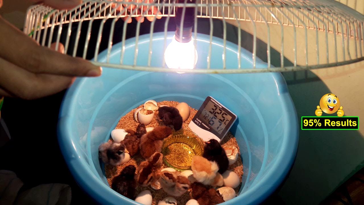 Simple Incubator For Chicken Eggs | Hatching Chicks in Plastic Tub/Box ...