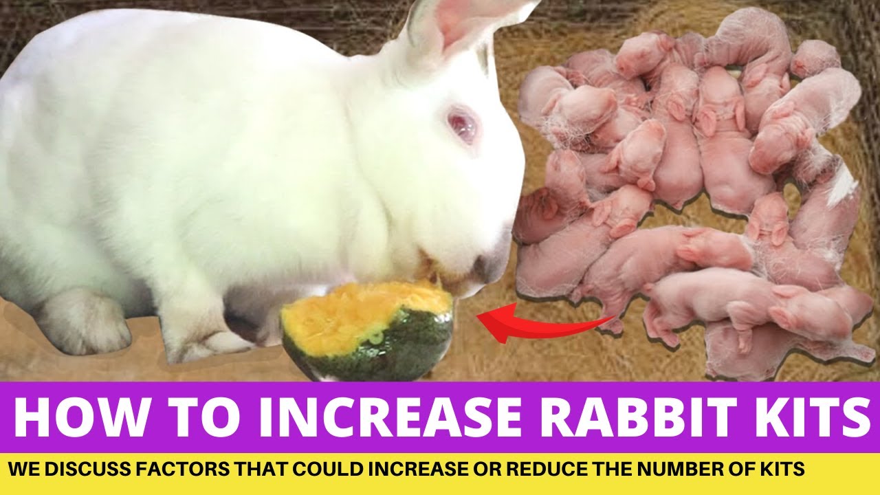 Rabbit Farming; How To Increase Number of Kits Or Baby Rabbits - YouTube