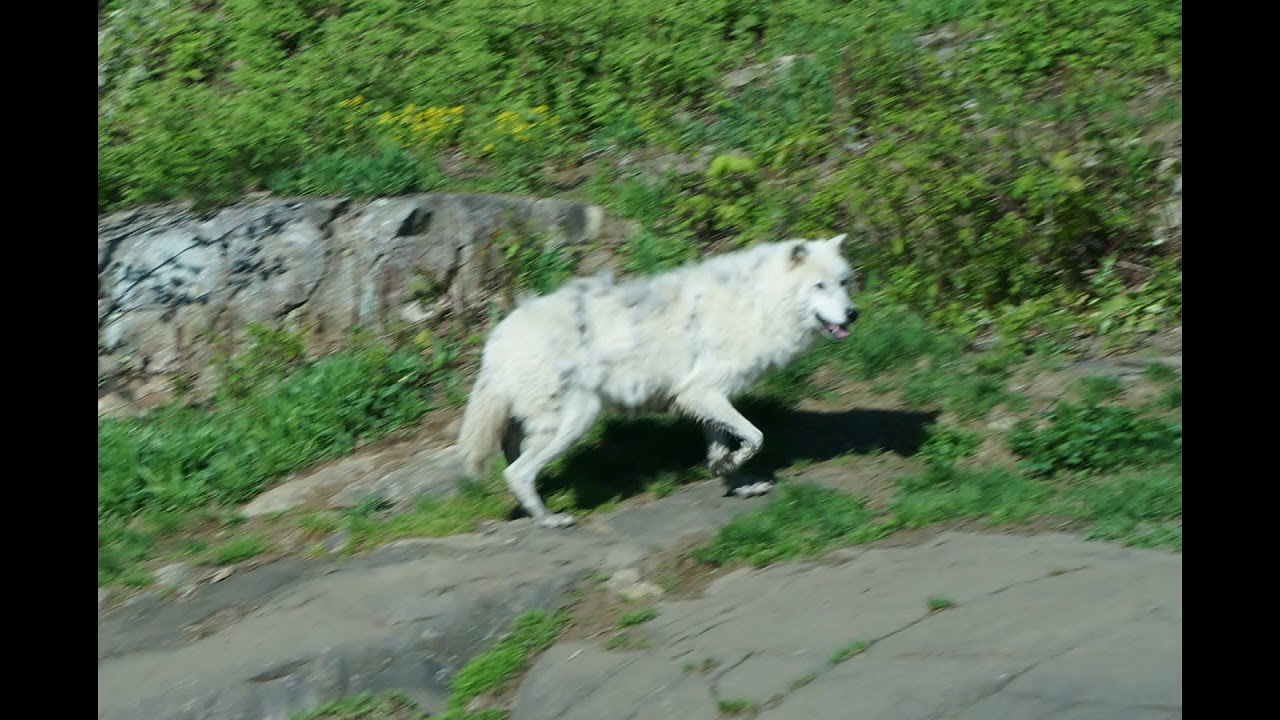A White wolf family - YouTube