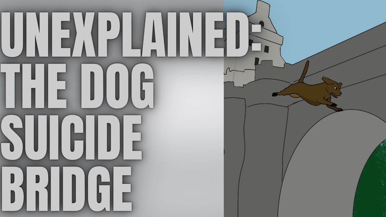Overtoun Bridge: The Dog Suicide Bridge - YouTube