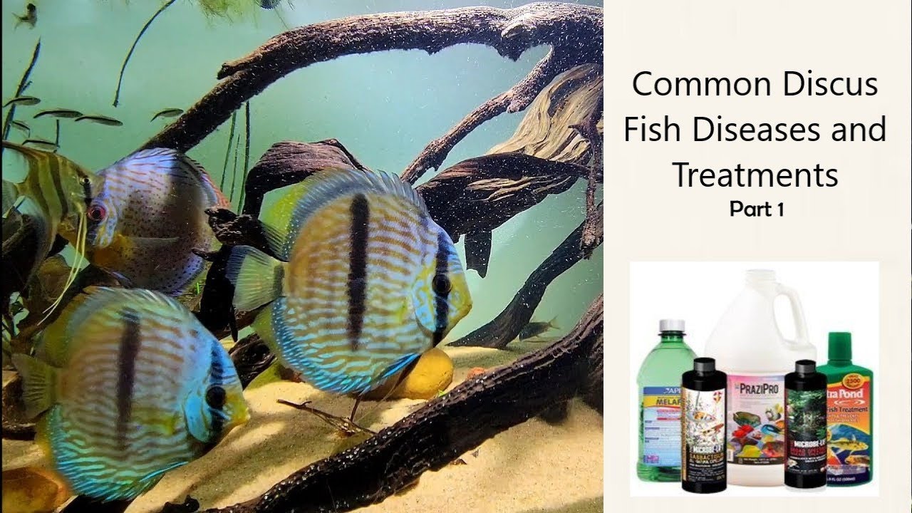 Discus Fish Diseases: The Main Reasons Discus Fish Die Within the First ...