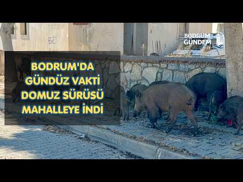 Bodrum'da gündüz vakti domuz sürüsü mahalleye indi