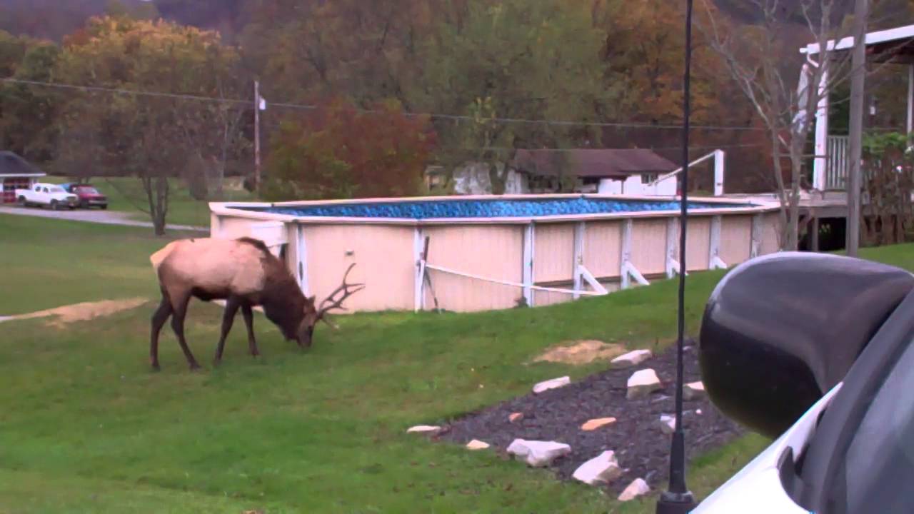 4 x 4 bull elk - YouTube